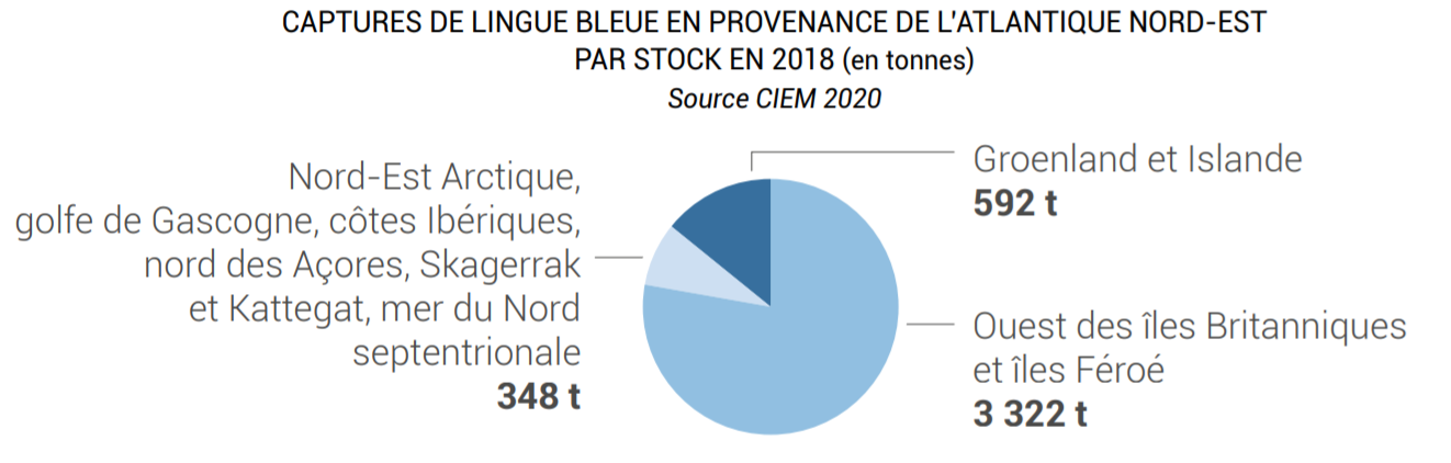 Lingue bleue | Guide des espèces